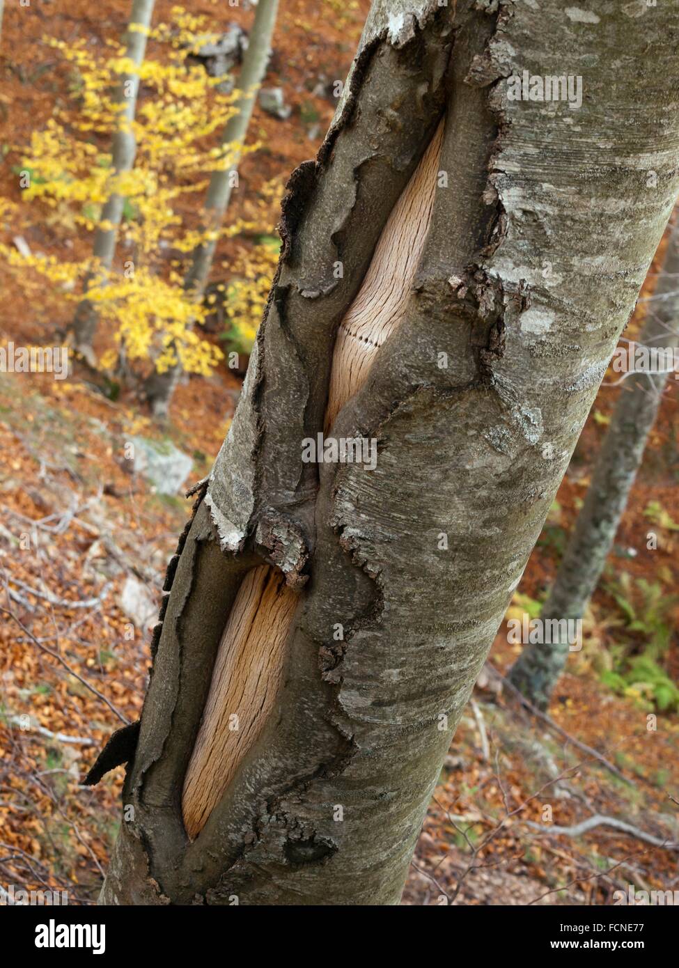 Close up beech bark hi-res stock photography and images - Alamy