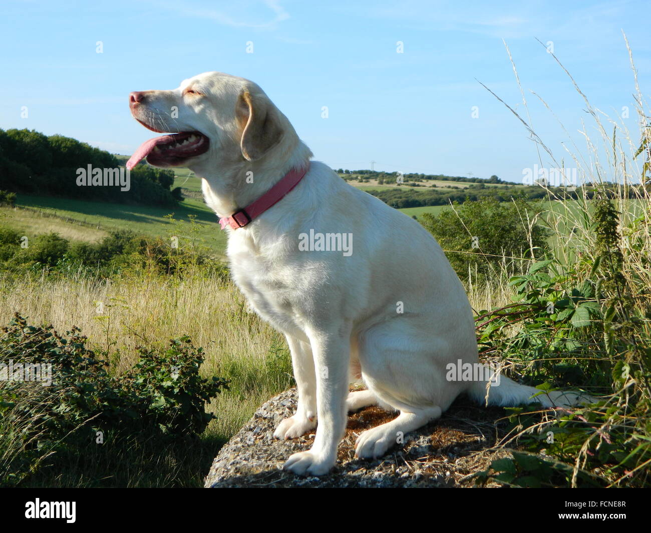 summers walk in brighton Stock Photo - Alamy