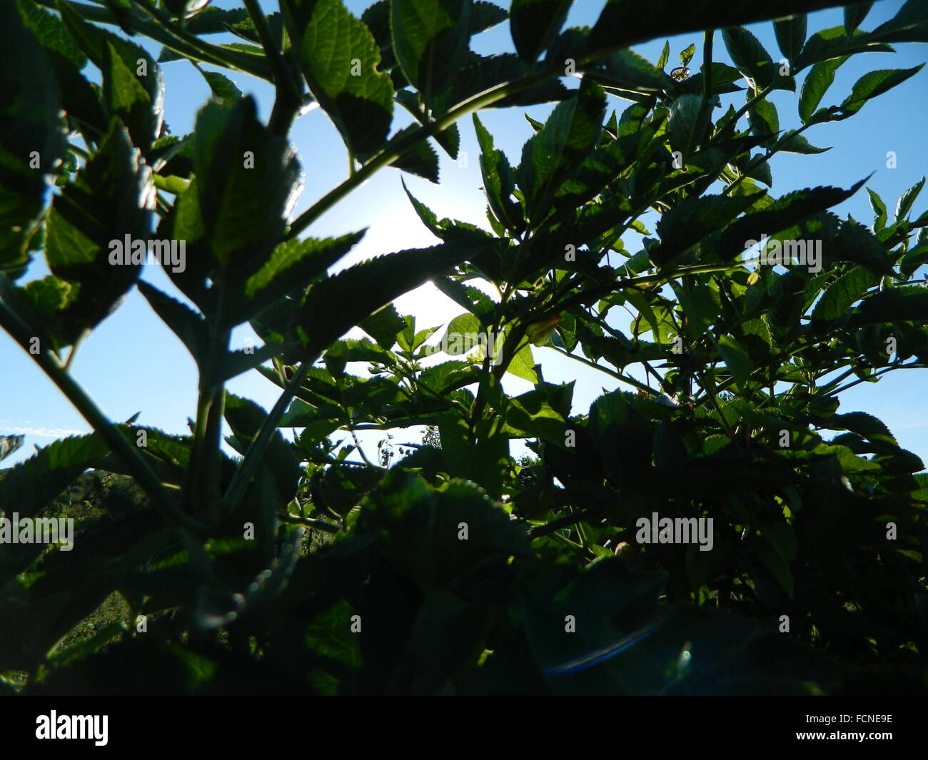 summers walk in brighton Stock Photo - Alamy