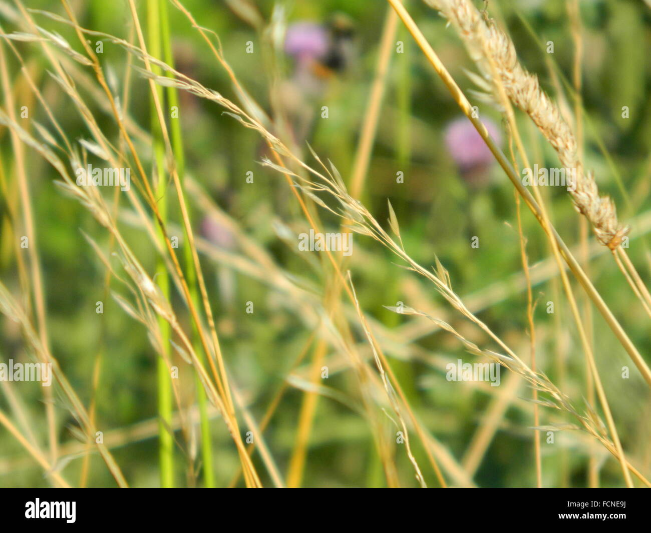 summers walk in brighton Stock Photo - Alamy