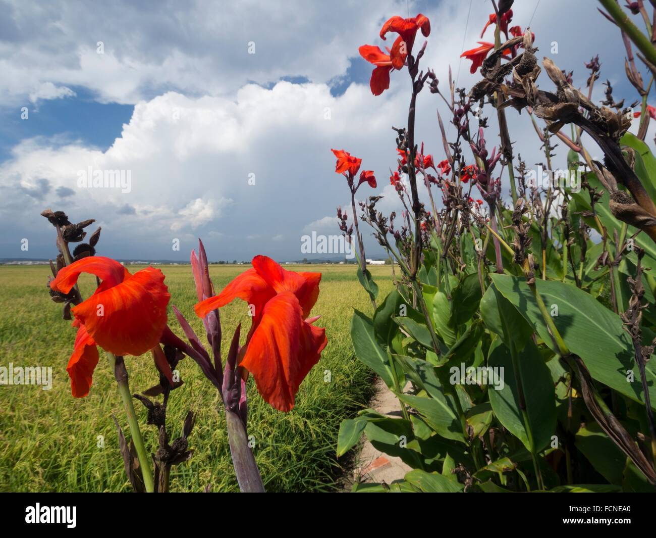 Red river delta rice hi-res stock photography and images - Alamy