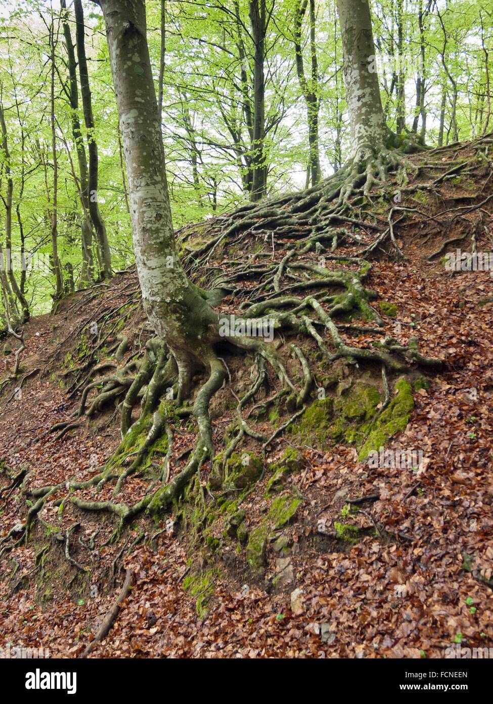 Aerial beech tree roots hi-res stock photography and images - Alamy