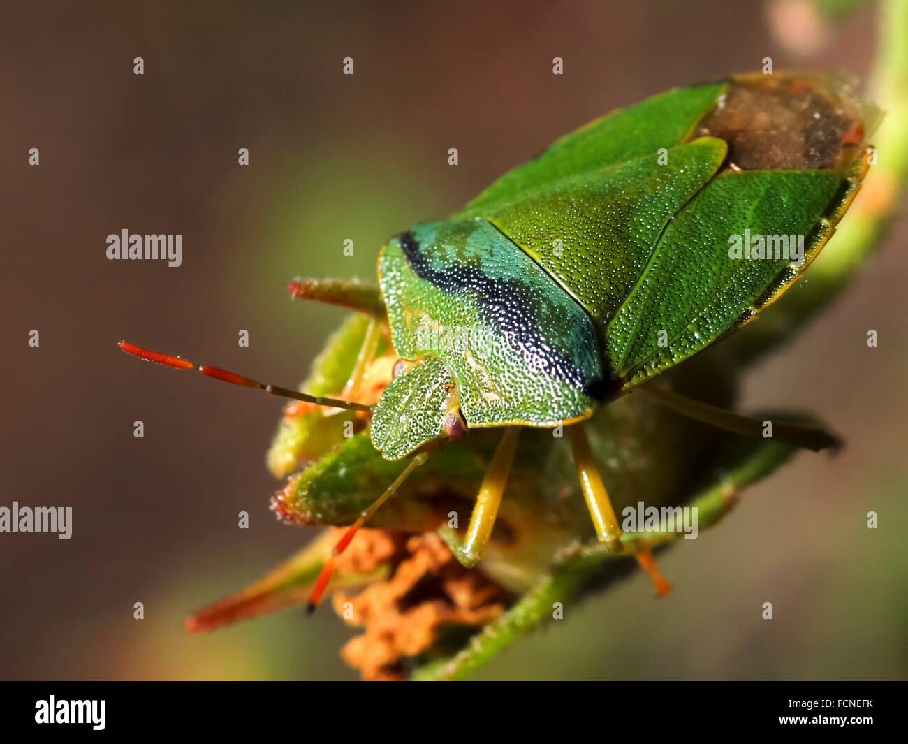 Nezara Viridula High Resolution Stock Photography and Images - Alamy