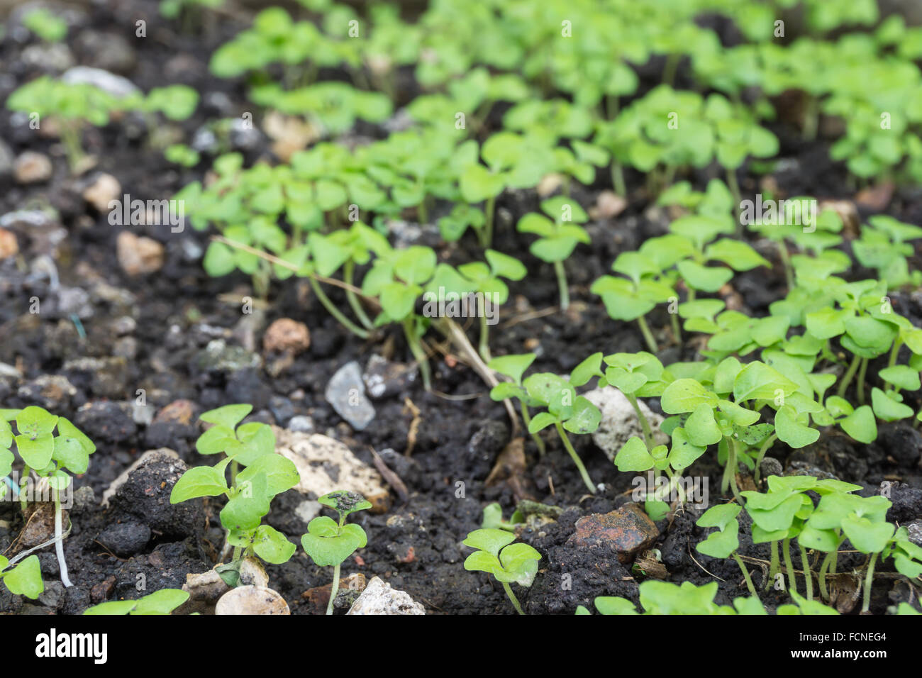 From the soil hi-res stock photography and images - Alamy
