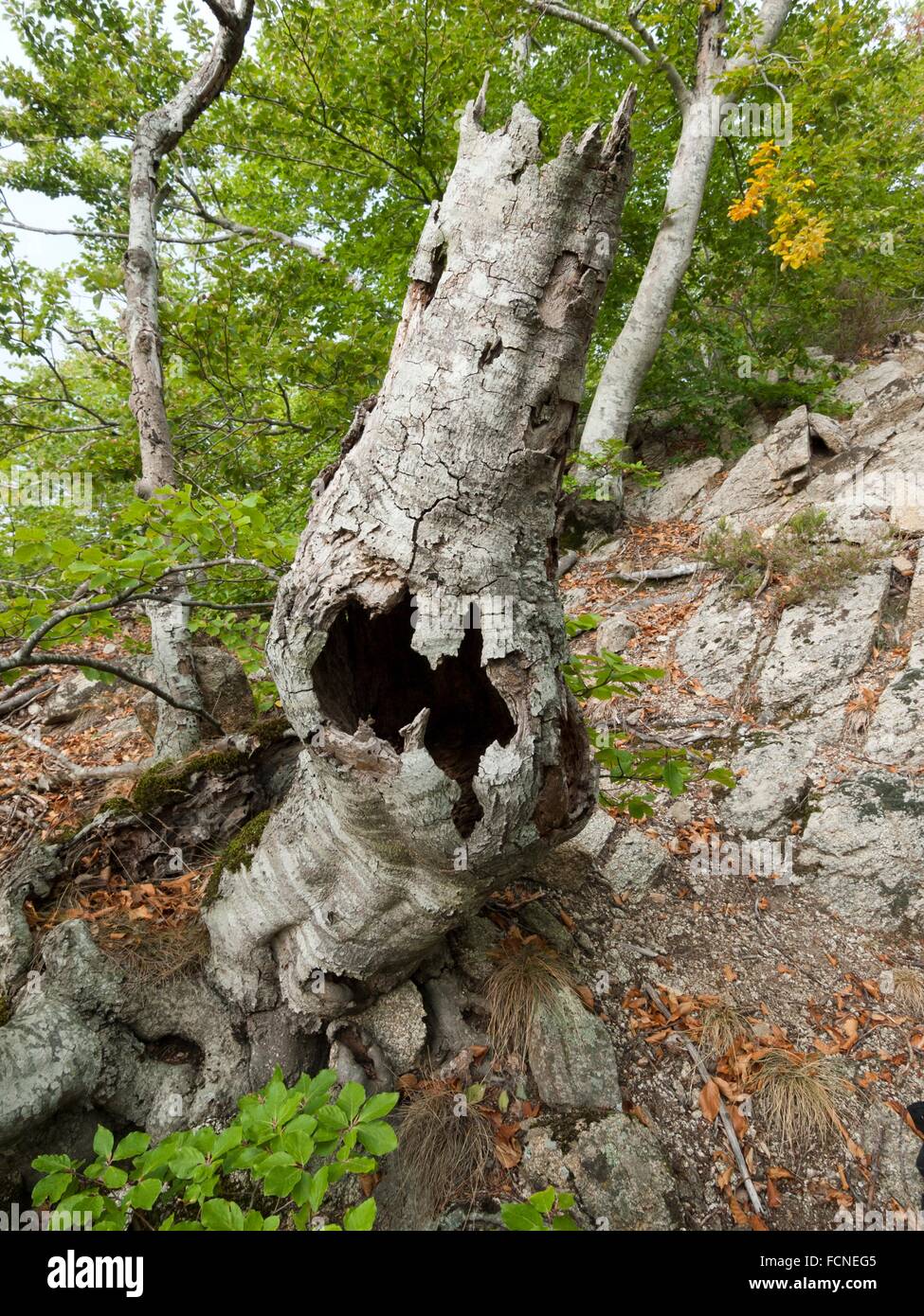 Tree mouth hi-res stock photography and images - Alamy