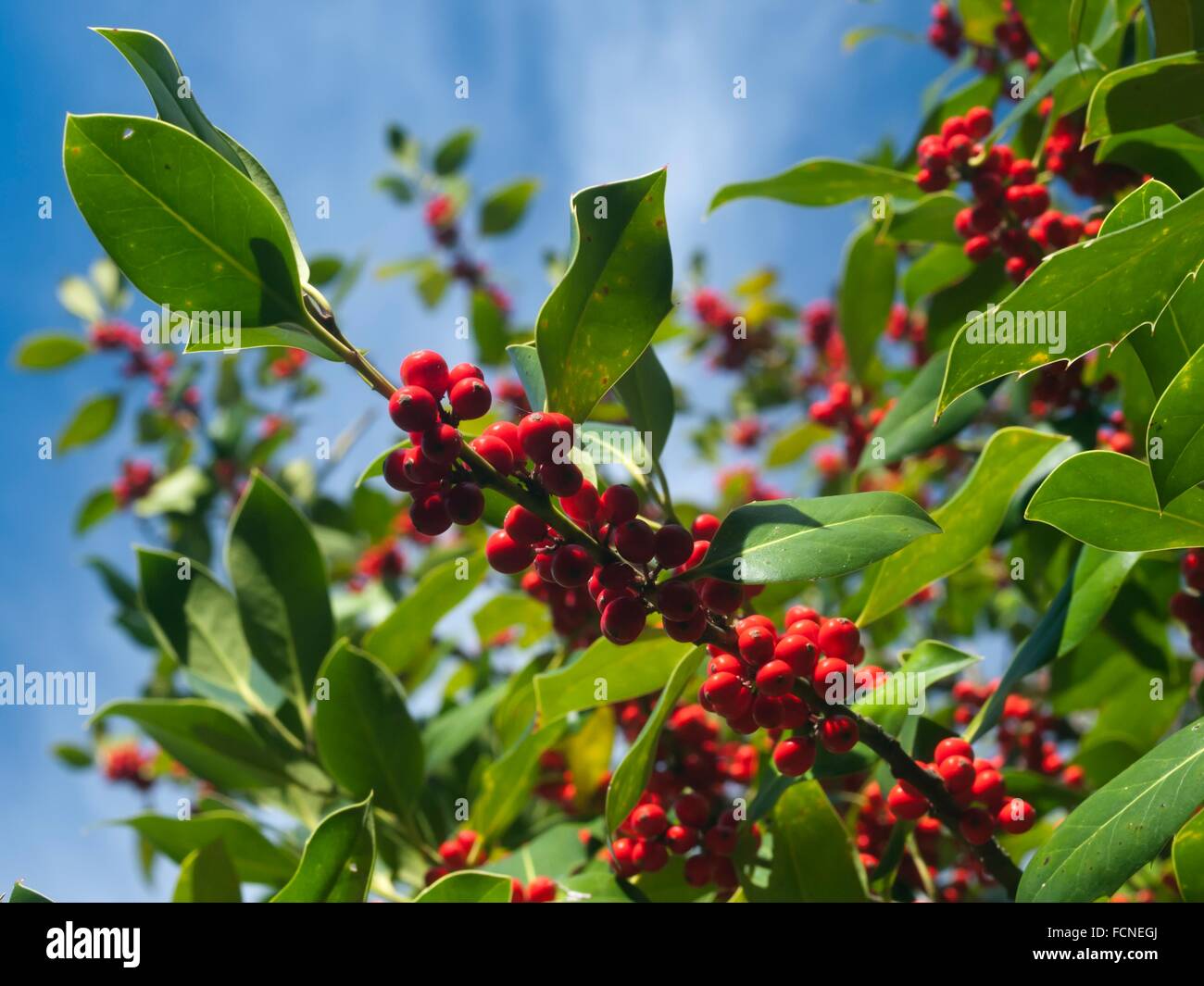 Common cotoneaster shrub (Cotoneaster integerrimus) branch with fruits ...