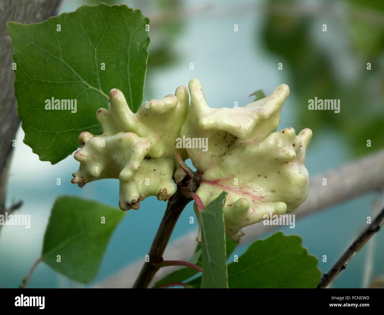 Poplar Vagabond Gall caused by aphids Palisade State Park Utah USA ...