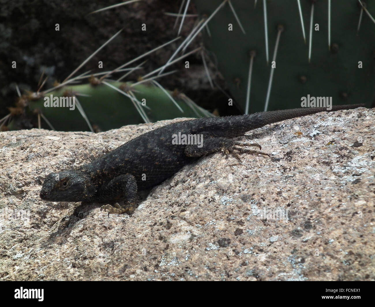 Desert Spiny Lizard Sceloporus magister Dixie National Forest Utah USA ...