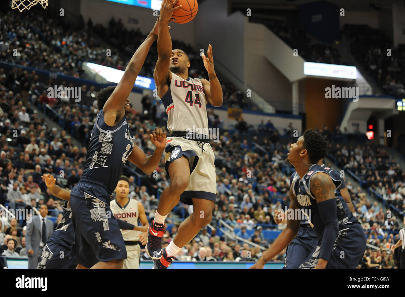 January 23rd 2016: Rodney Purvis (44) of the Uconn Huskies in action ...