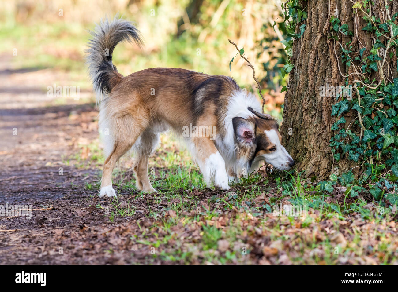 Dog sniff tree hi-res stock photography and images - Alamy