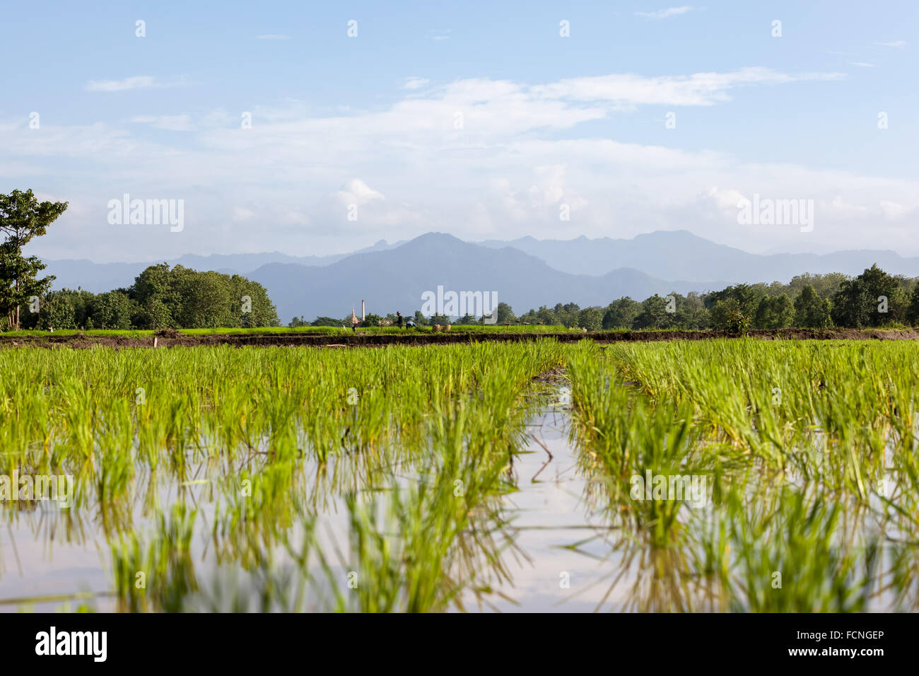 How does rice grow hi-res stock photography and images - Alamy