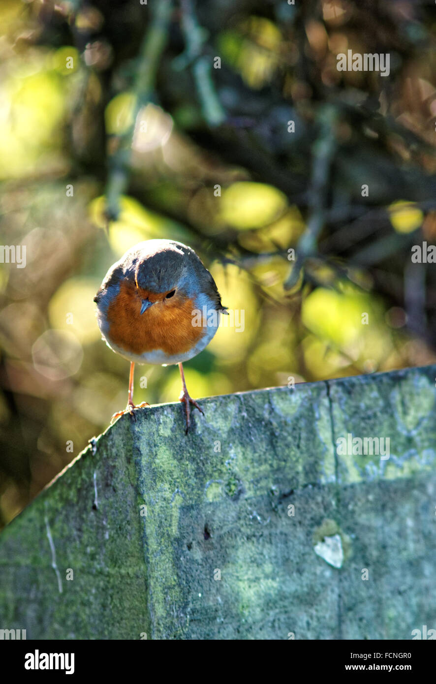 Robin ( Erithacus rubecula ) standing on post in hedgerow Stock Photo ...