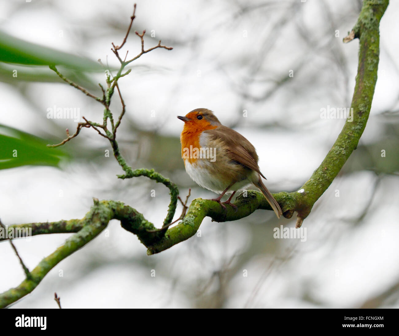 Robin on a branch Stock Photo - Alamy