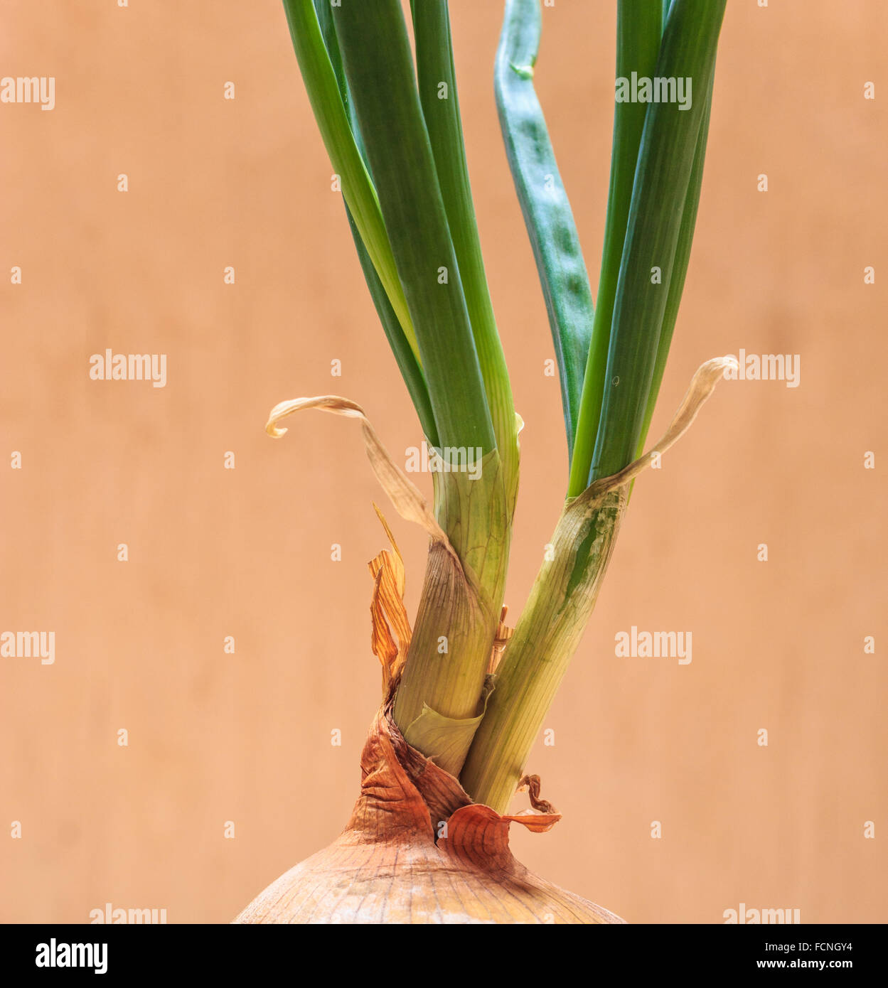 Healthy edible plant. Onion bulb with chives fresh sprout, vegetable ...