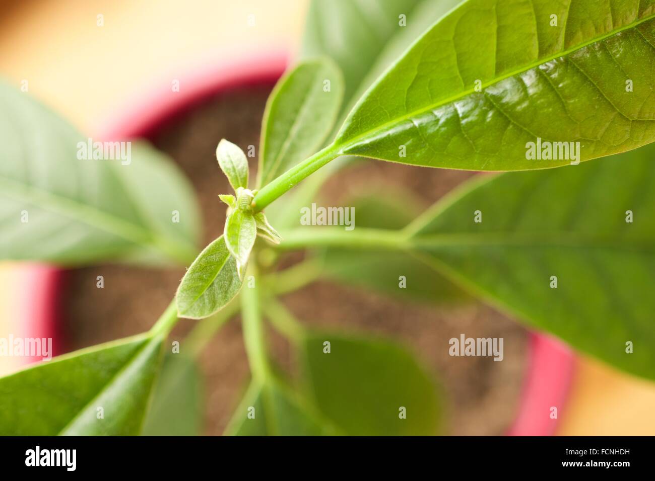 Plant sprout hi-res stock photography and images - Alamy