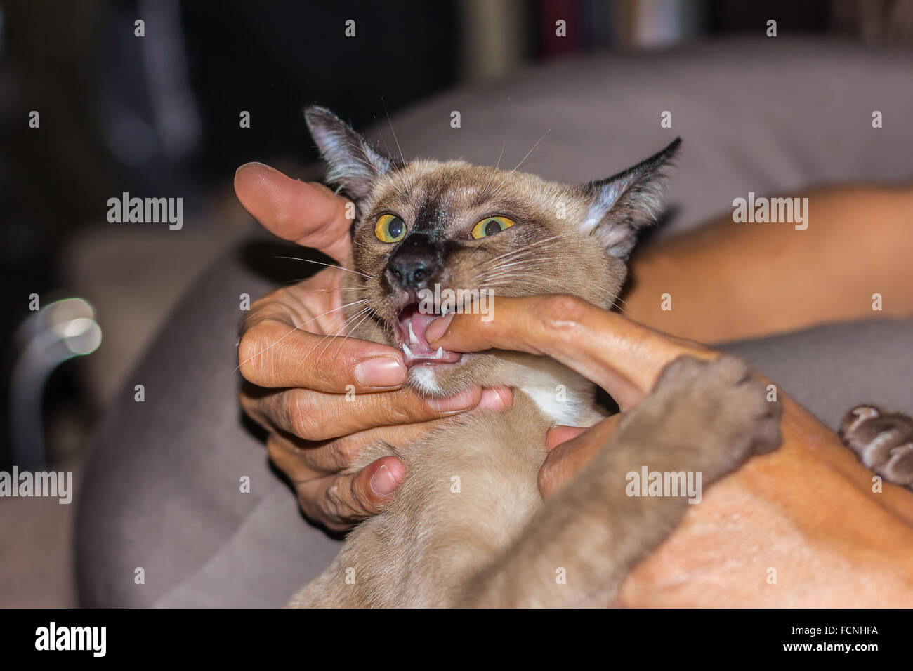 Aggressive cat hi-res stock photography and images - Alamy