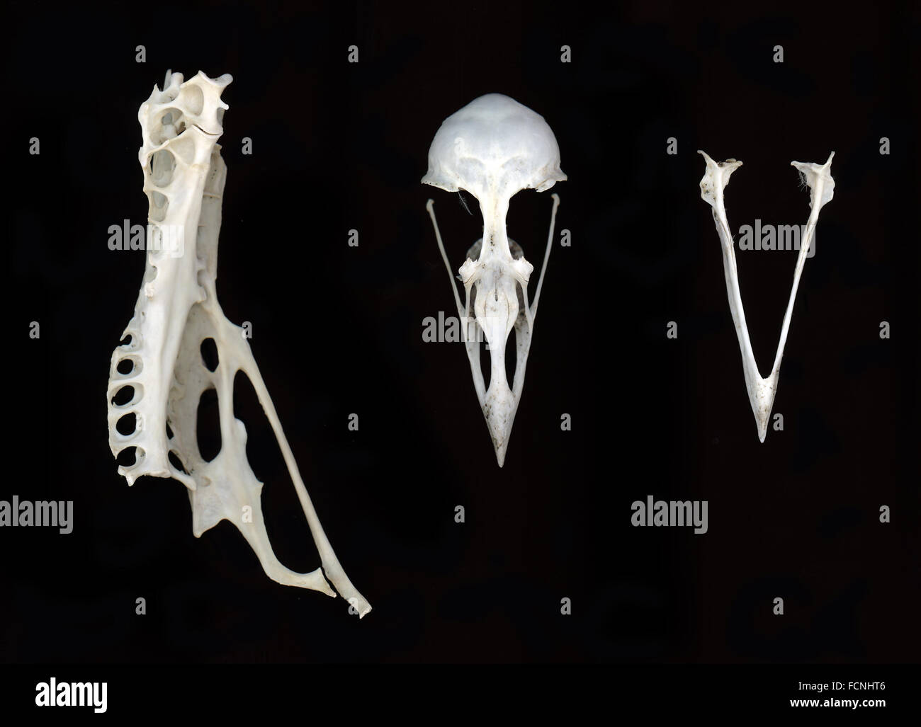 Bird Bones High Resolution Stock Photography and Images - Alamy