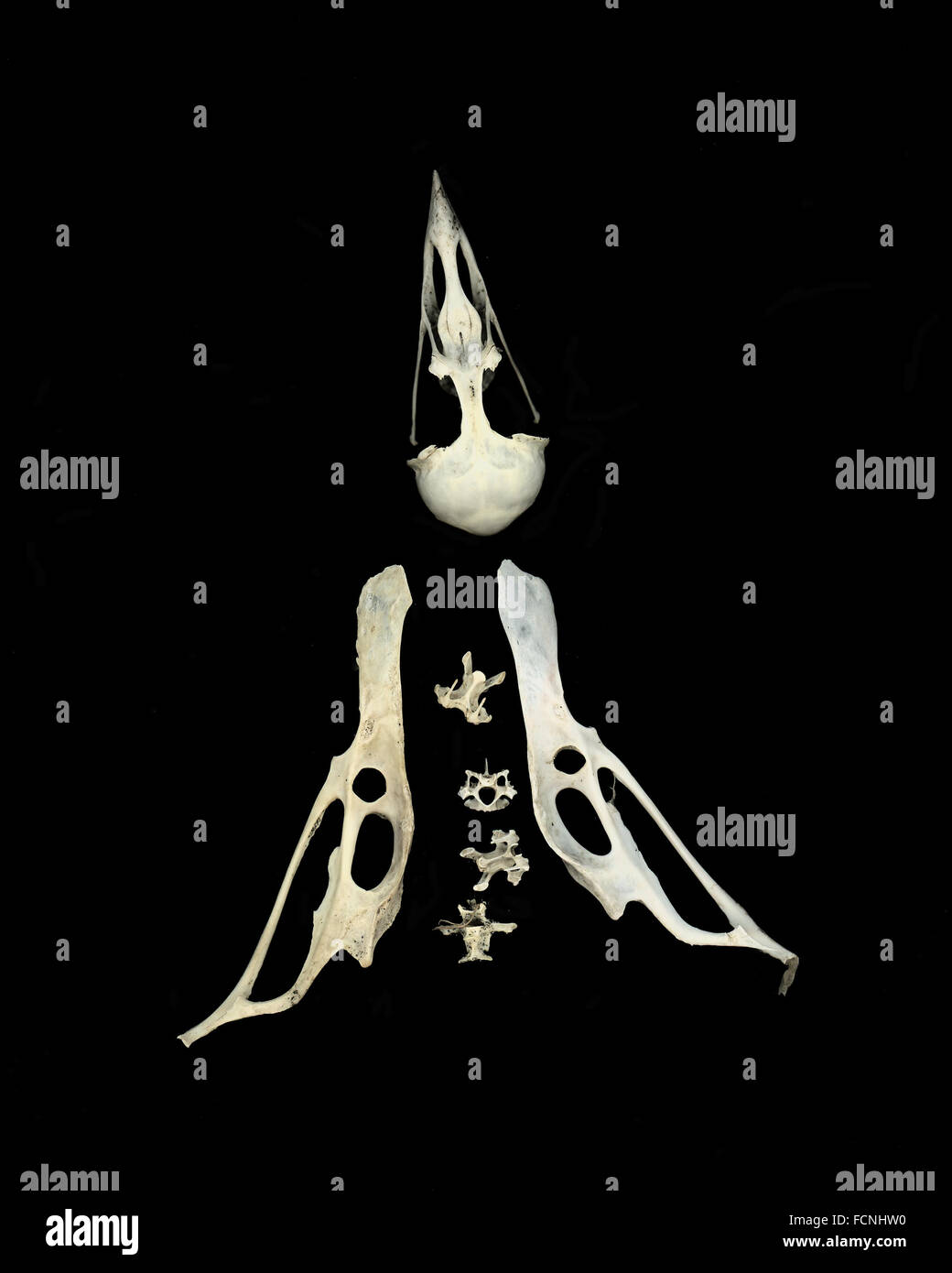 Bird Bones High Resolution Stock Photography and Images - Alamy