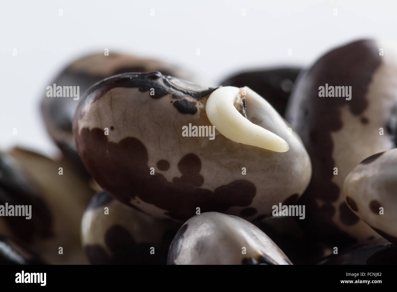 Orca beans growing hi-res stock photography and images - Alamy