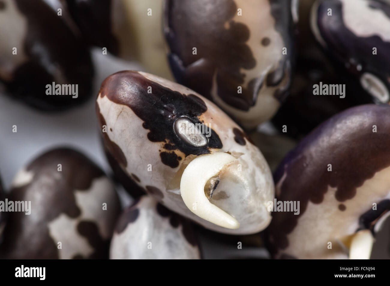 close up of a group of raw sprouted orca beans Stock Photo - Alamy