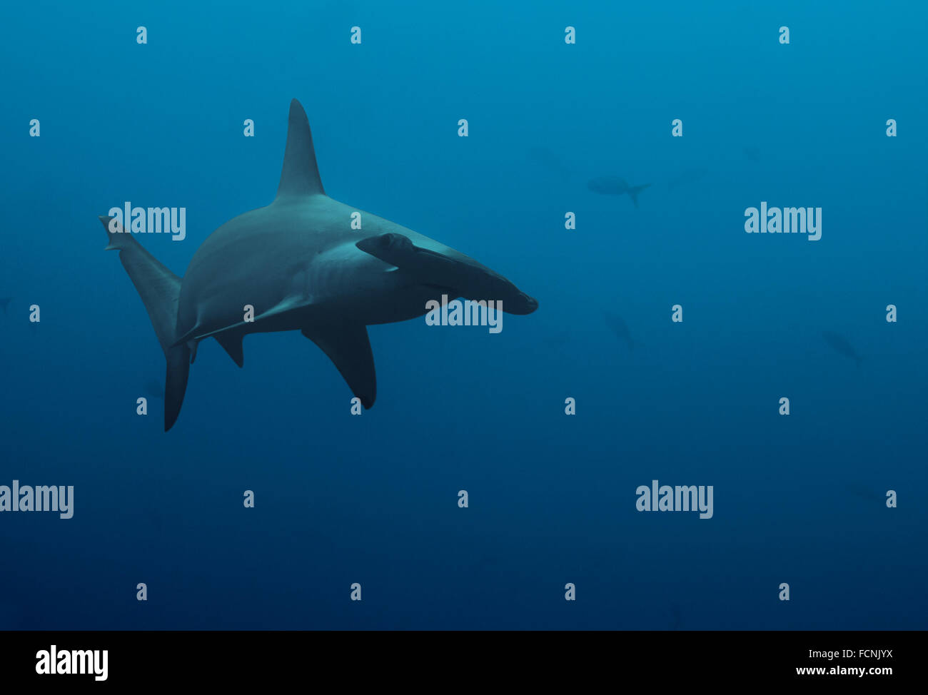 Deep Blue Sea Mako Shark