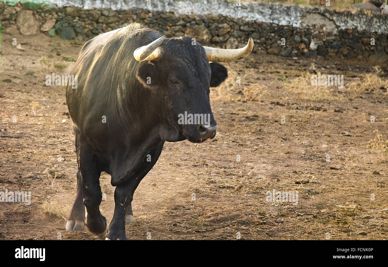 Spanish Fighting Bull Breeds