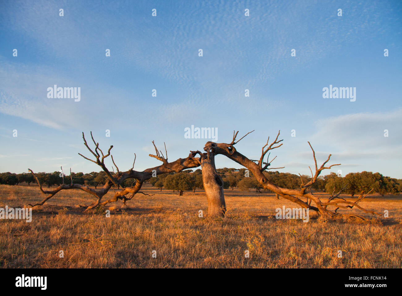 Tree destroyed by lightning hi-res stock photography and images - Alamy