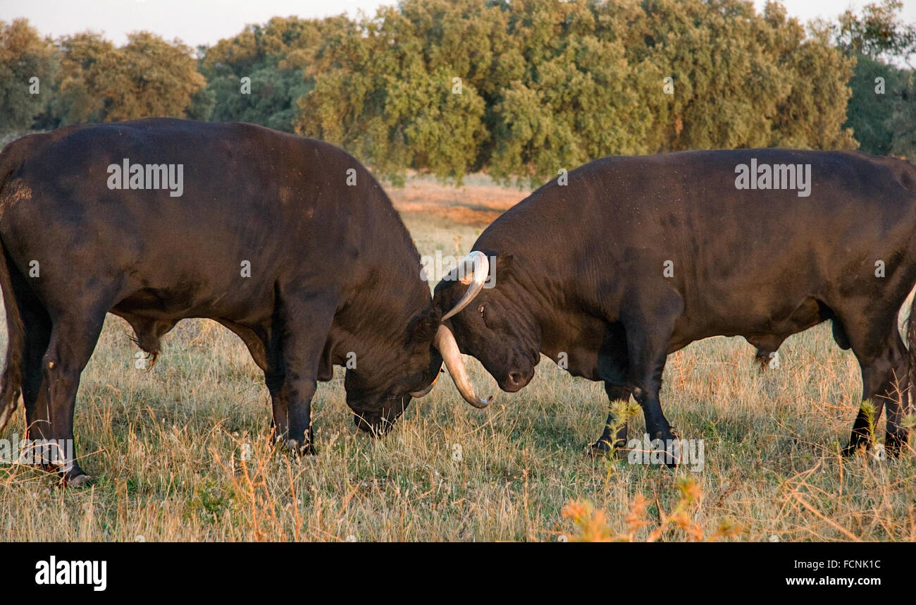 Spanish free range fighting bulls breed on extensive estates. Fighting ...