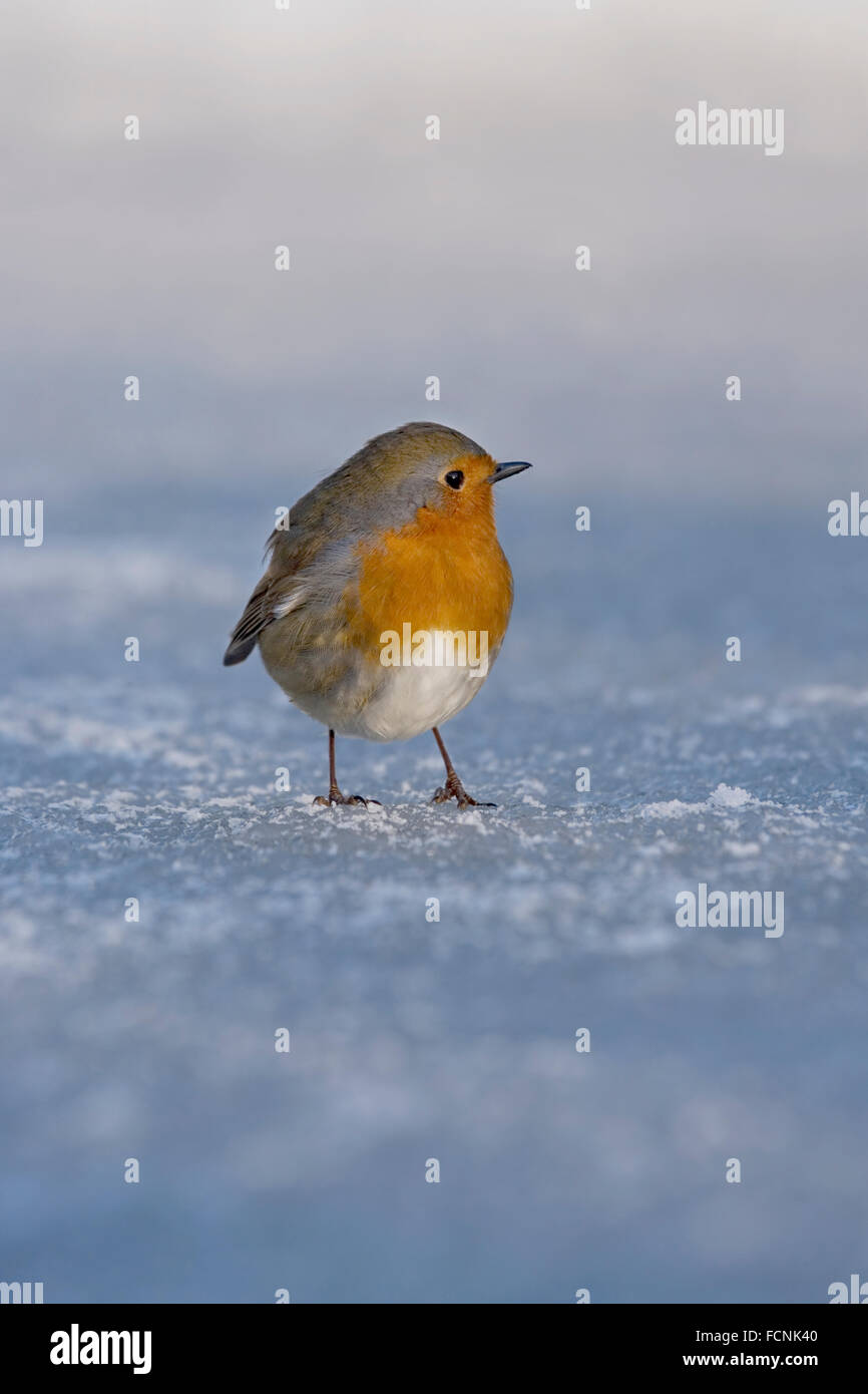 Robin pond ice garden hi-res stock photography and images - Alamy