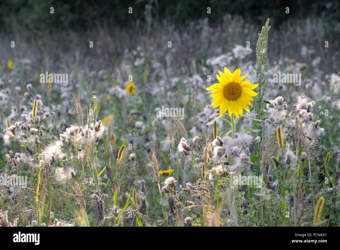 Sunflower (Helianthus Annuus) and Thistle seedheads (Creeping Thistle ...