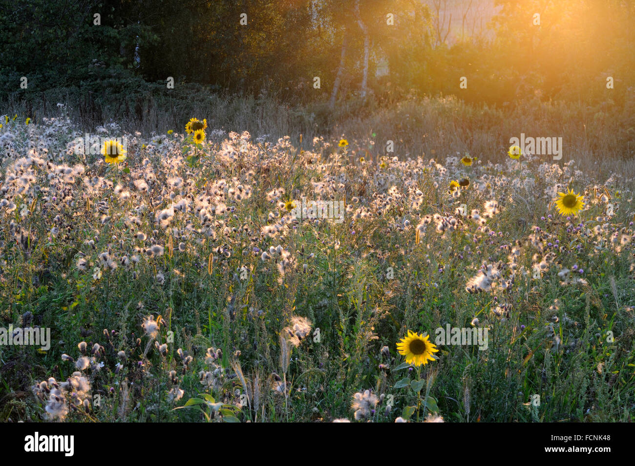 Sunflower (Helianthus Annuus) and Thistle seedheads (Creeping Thistle ...