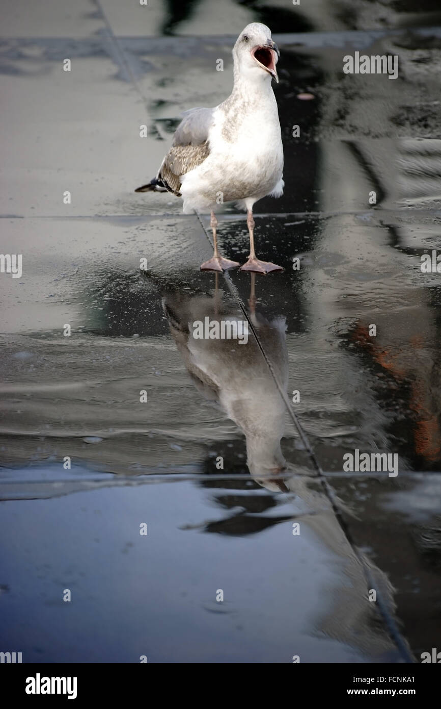 Loud seagull hi-res stock photography and images - Alamy