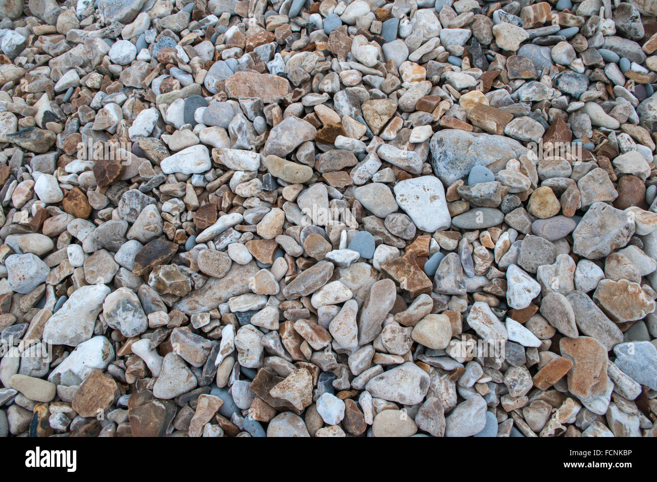 Fossil-bearing pebbles on beach at Charmouth on Britain's Jurassic ...
