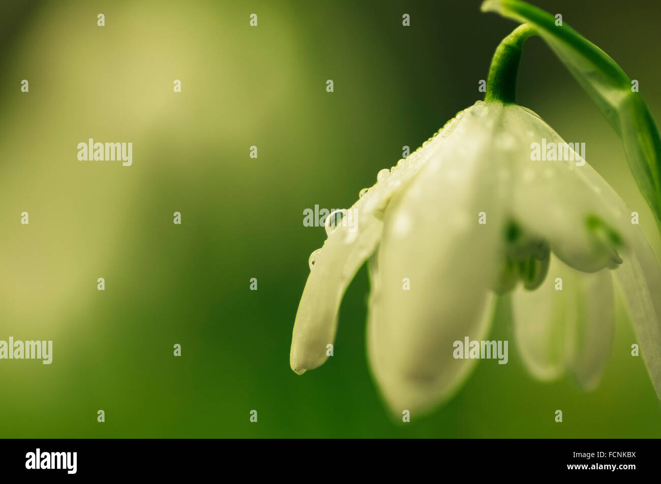 Stylized image of light falling in a snowdrop with raindrops on petal ...