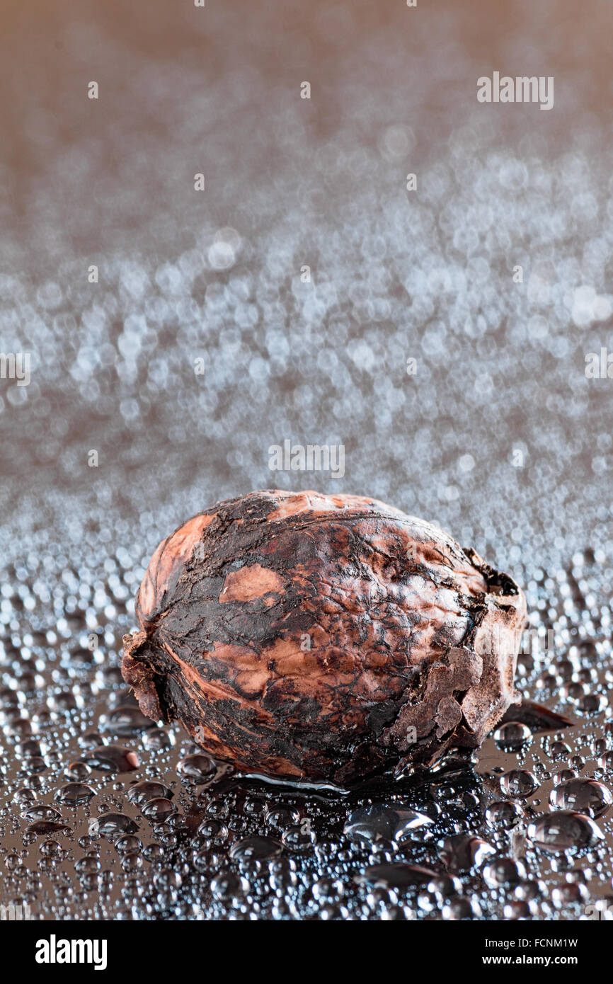 isolate wet walnut with rough pod Stock Photo - Alamy