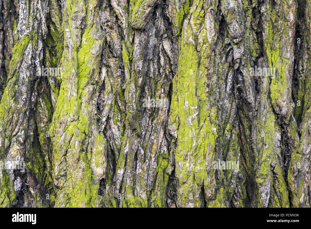 Heavy tree bark hi-res stock photography and images - Alamy
