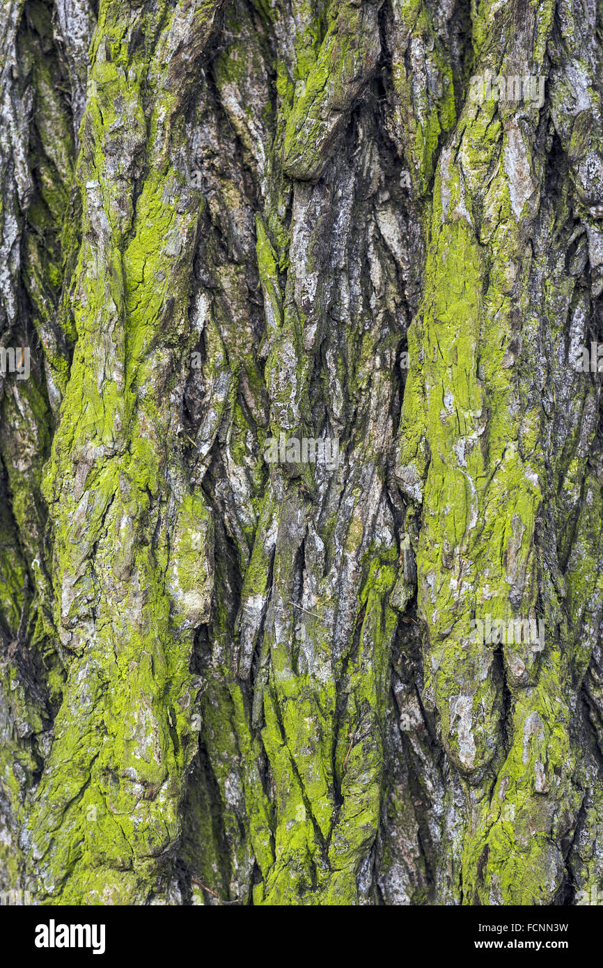 Heavy bark hi-res stock photography and images - Alamy