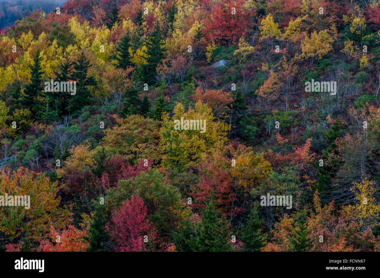 Muted fall colors in the Blue Ridge mountains as the mount slopes turn ...
