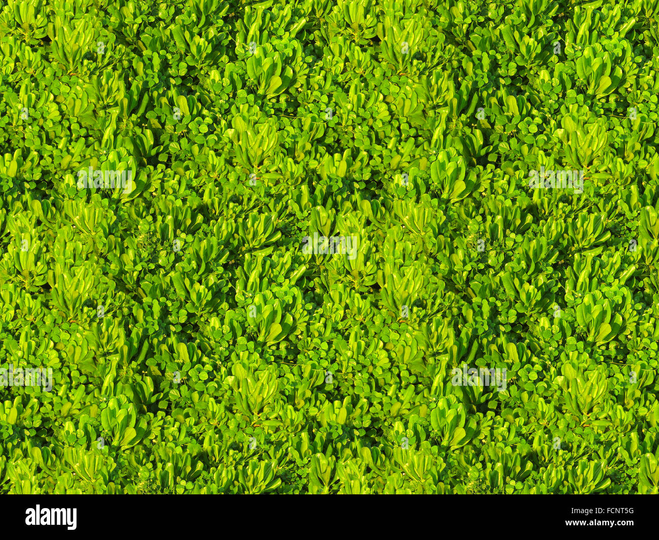 Green tropical leaves field seamless pattern tile Stock Photo - Alamy