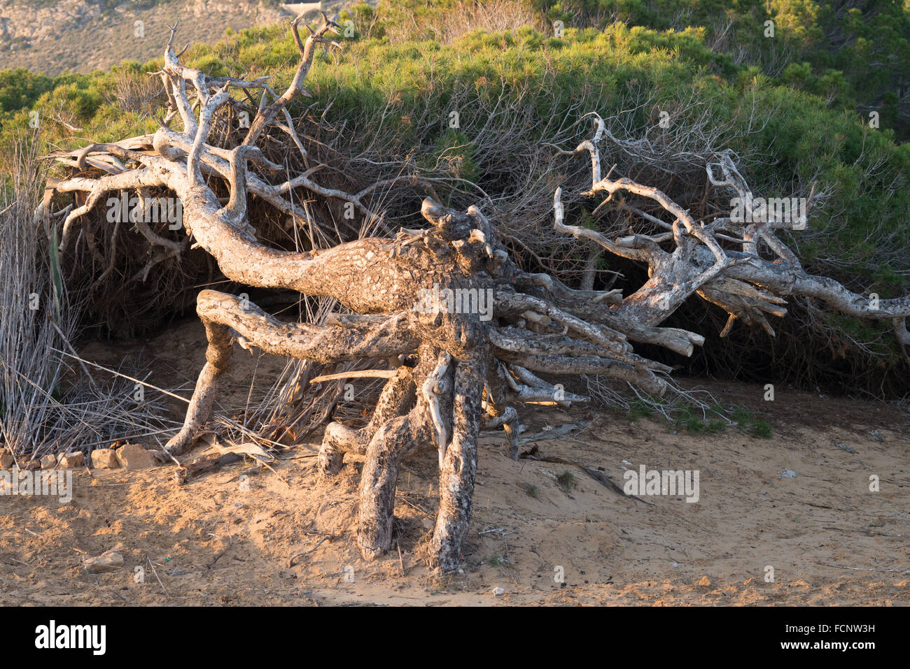 Windswept pine trees on Mediterranean coastal dunes Stock Photo - Alamy