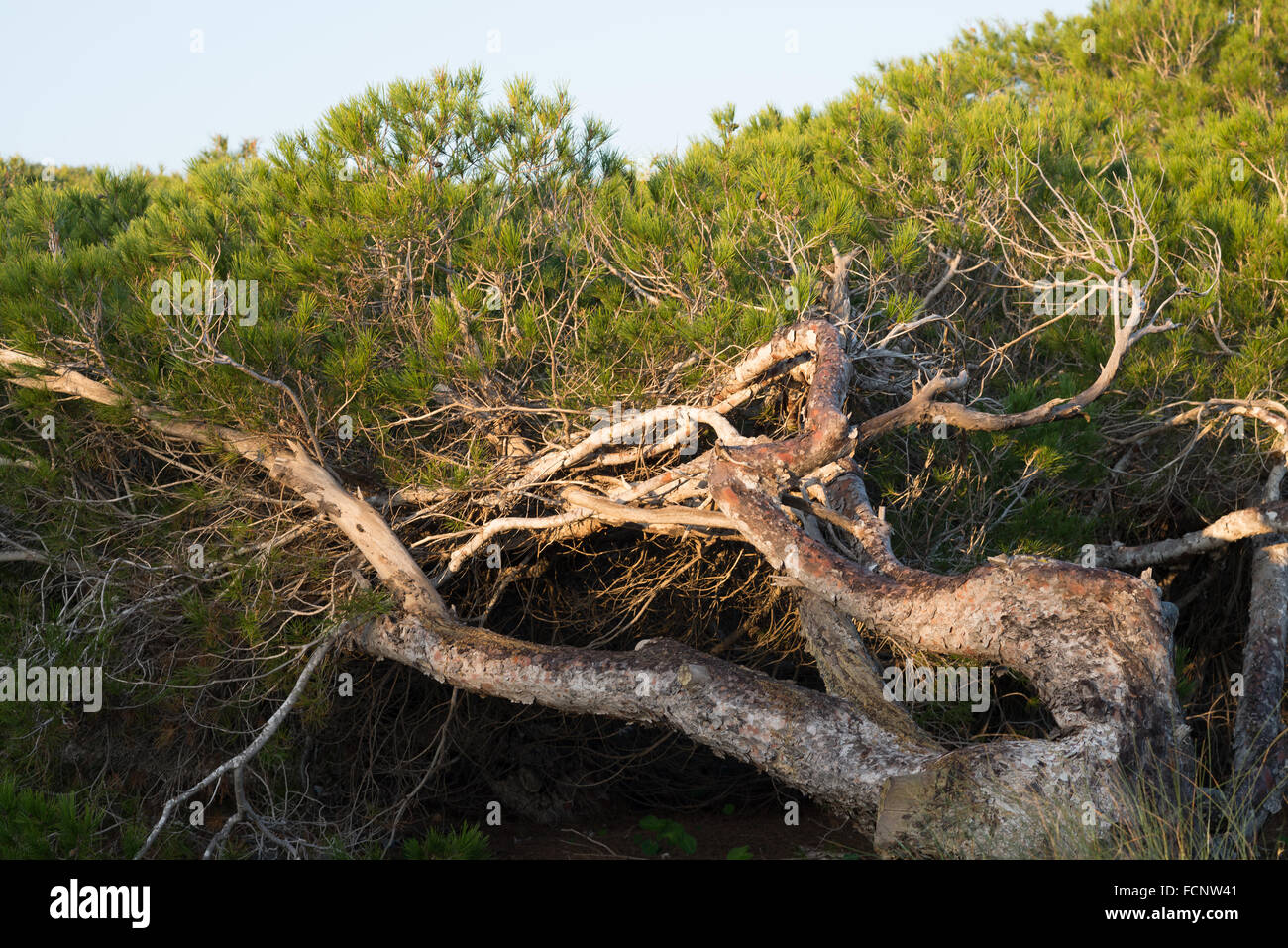 Windswept pine trees on Mediterranean coastal dunes Stock Photo - Alamy