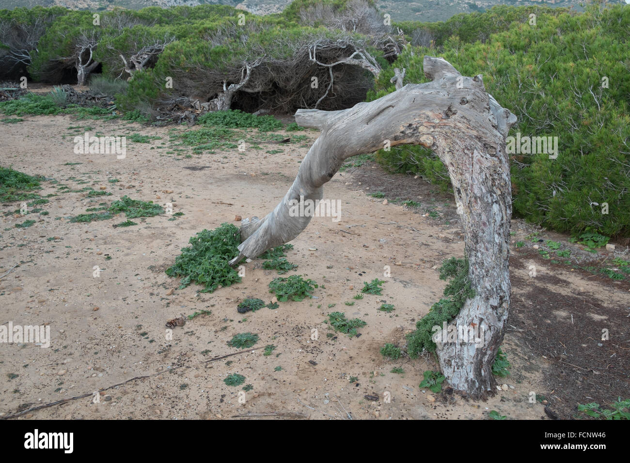 Windswept pine trees on Mediterranean coastal dunes Stock Photo - Alamy