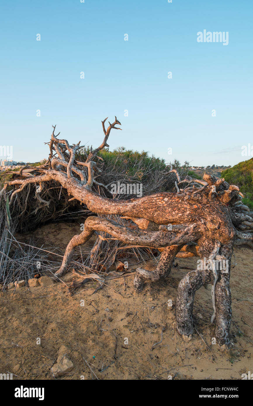 Twisted wind blown pine tree hi-res stock photography and images - Alamy
