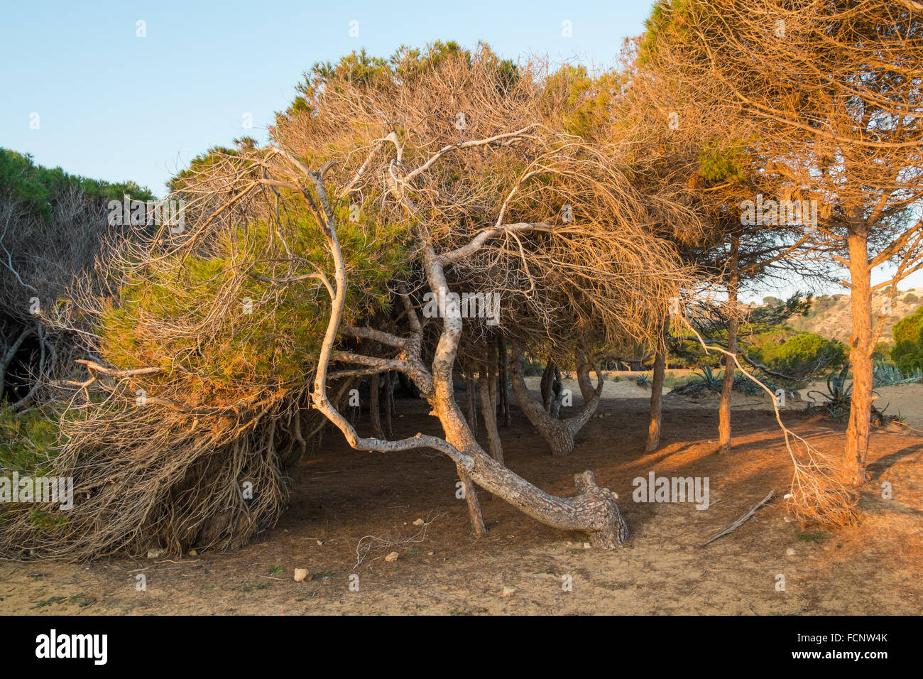Windswept pine trees on Mediterranean coastal dunes Stock Photo - Alamy