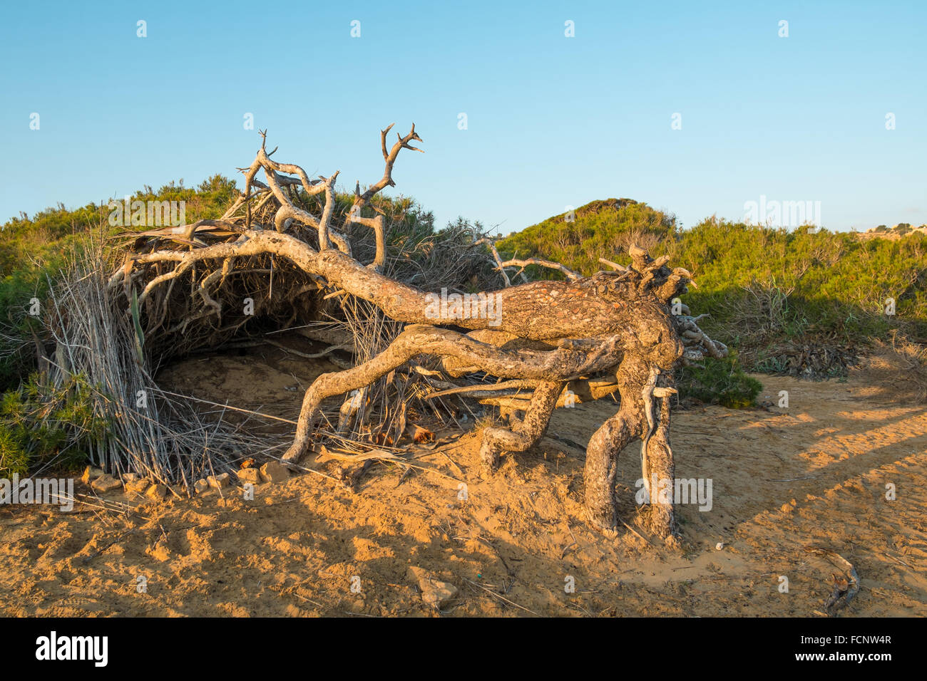Windswept pine trees on Mediterranean coastal dunes Stock Photo - Alamy