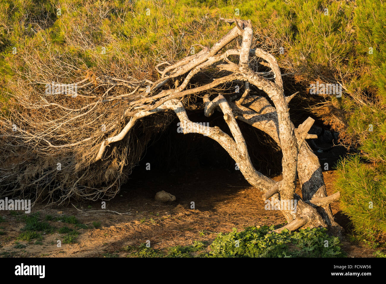 Twisted wind blown pine tree hi-res stock photography and images - Alamy