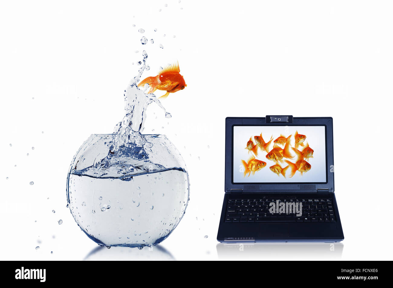 picture of gold fish and laptop computer Stock Photo - Alamy