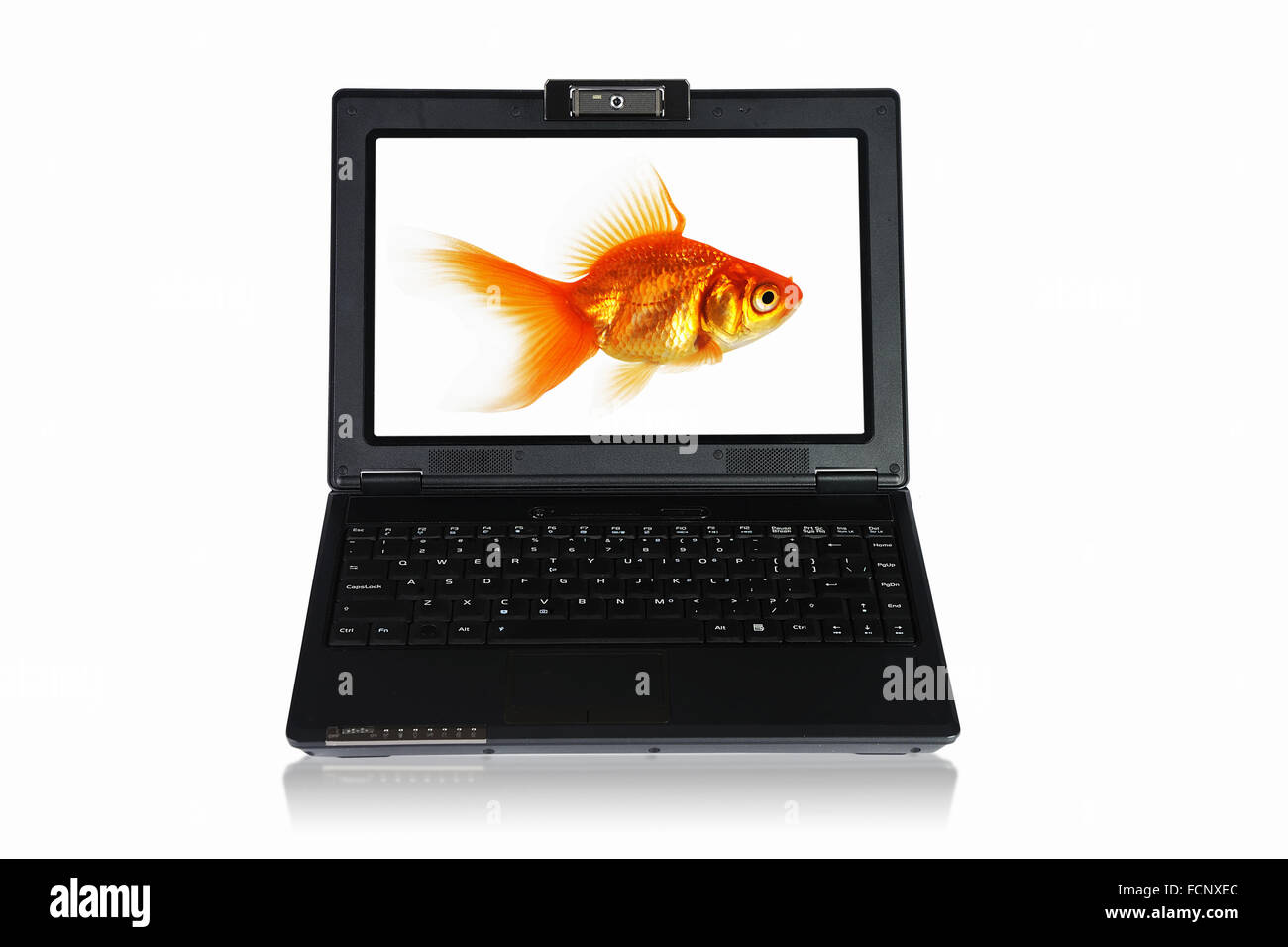 picture of gold fish and laptop computer Stock Photo - Alamy
