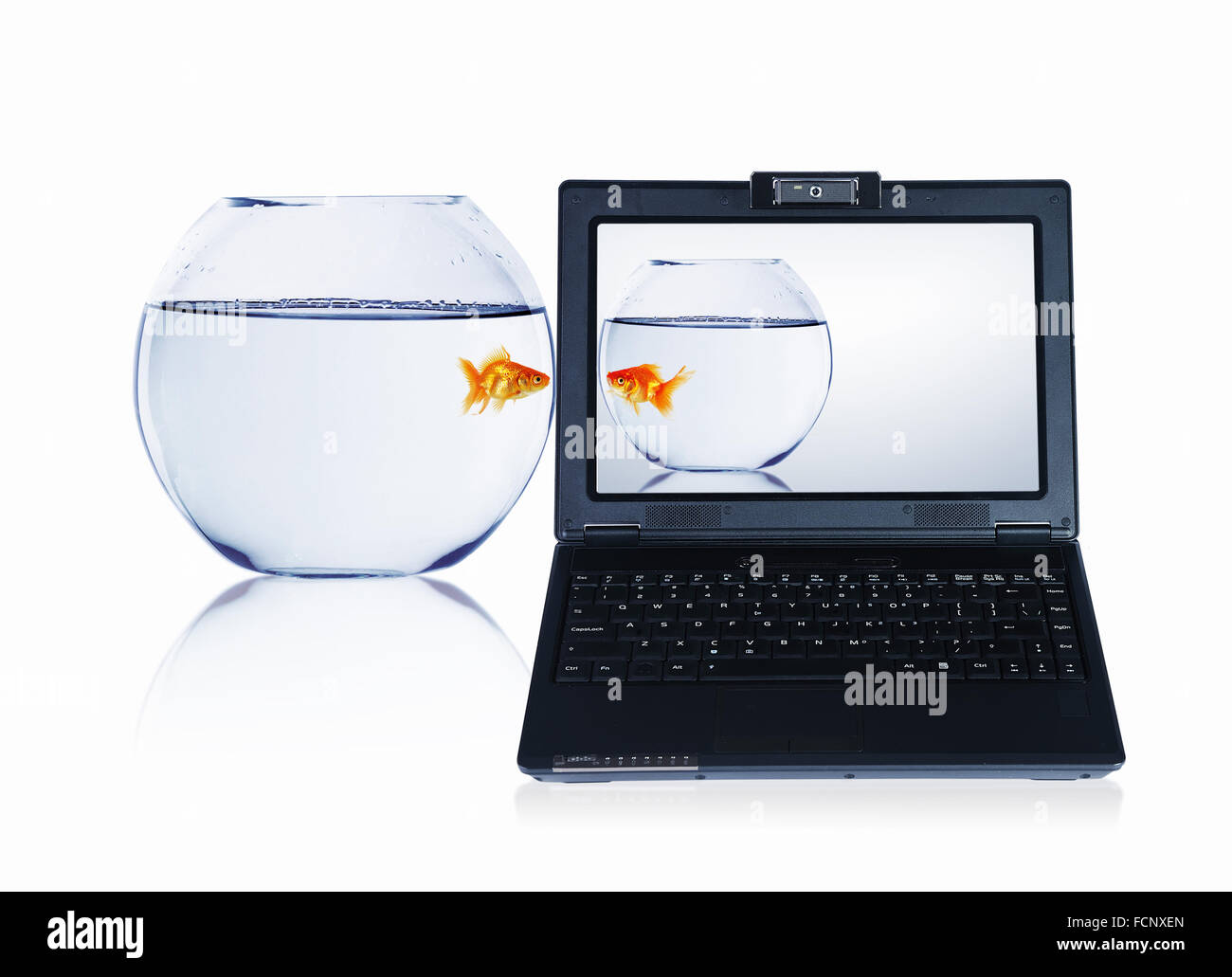 picture of gold fish and laptop computer Stock Photo - Alamy