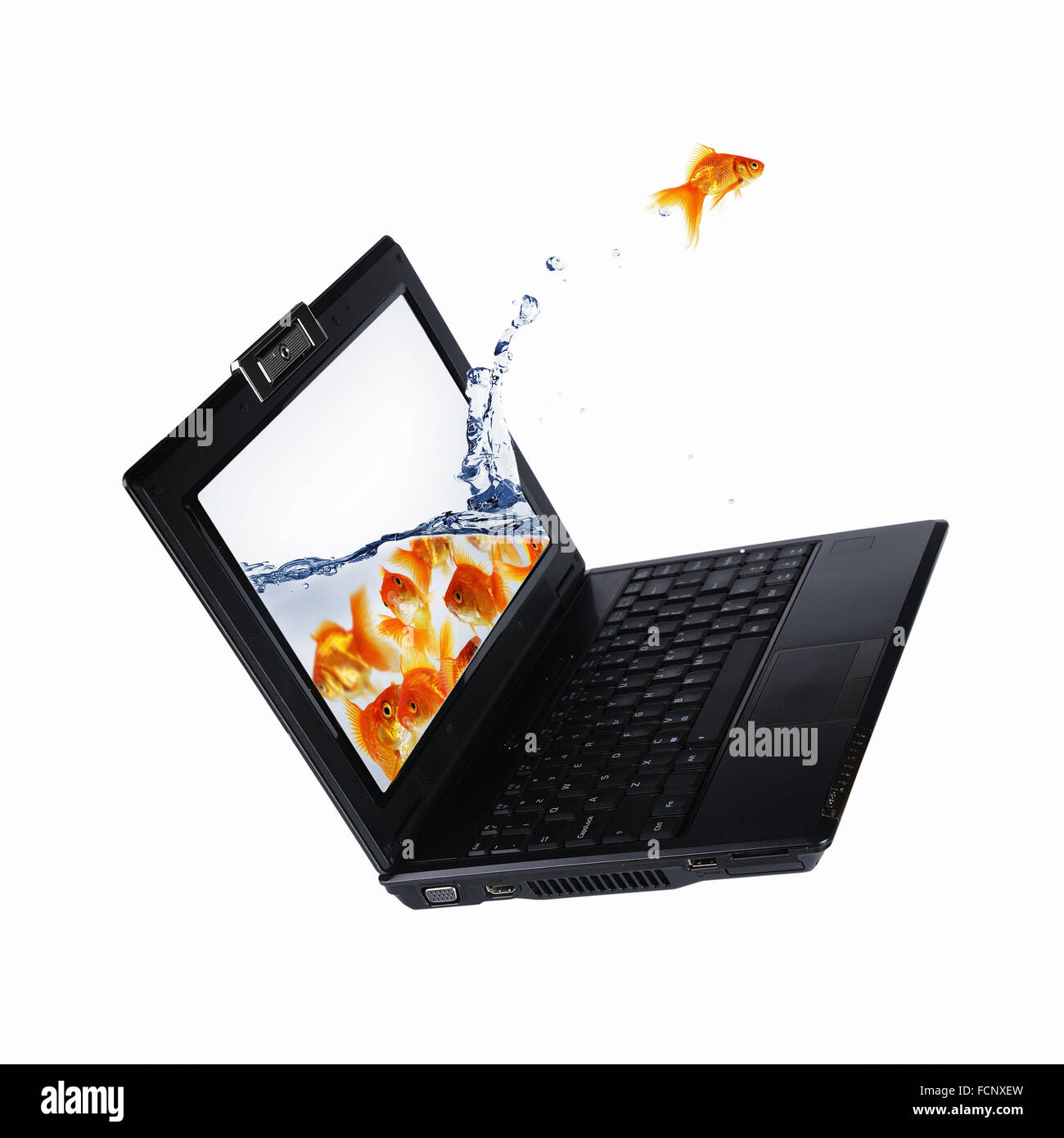 picture of gold fish and laptop computer Stock Photo - Alamy